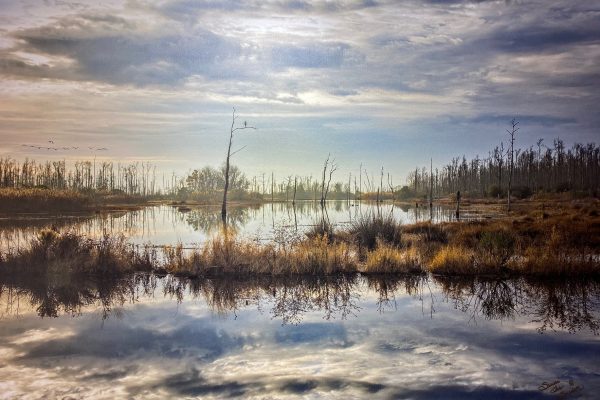 Morning at Mackay Island - Stravitz Sculpture and Fine Art Gallery